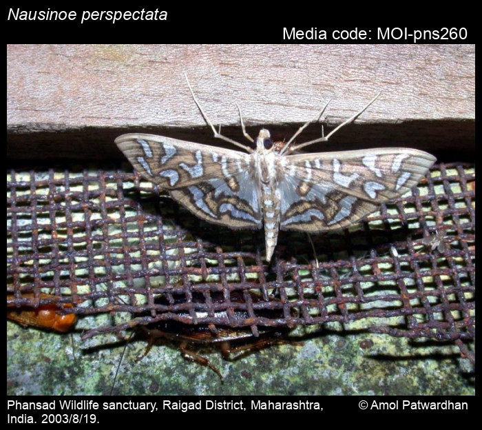 Nausinoe perspectata (Fabricius, 1775) - | Moths